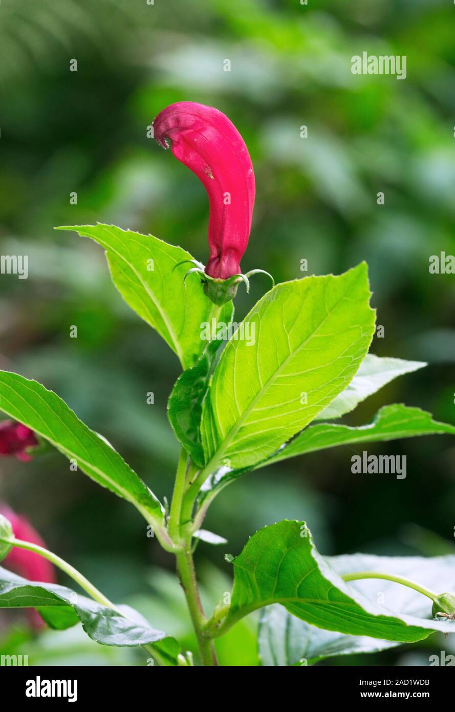 Deer meat (Centropogon cornutus) in flower. Photographed in Trinidad ...