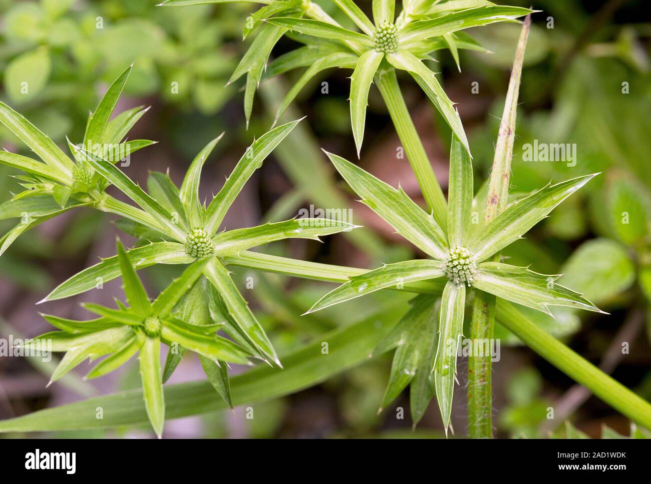 Mexican coriander (Eryngium foetidum) growing wild. Photographed in ...