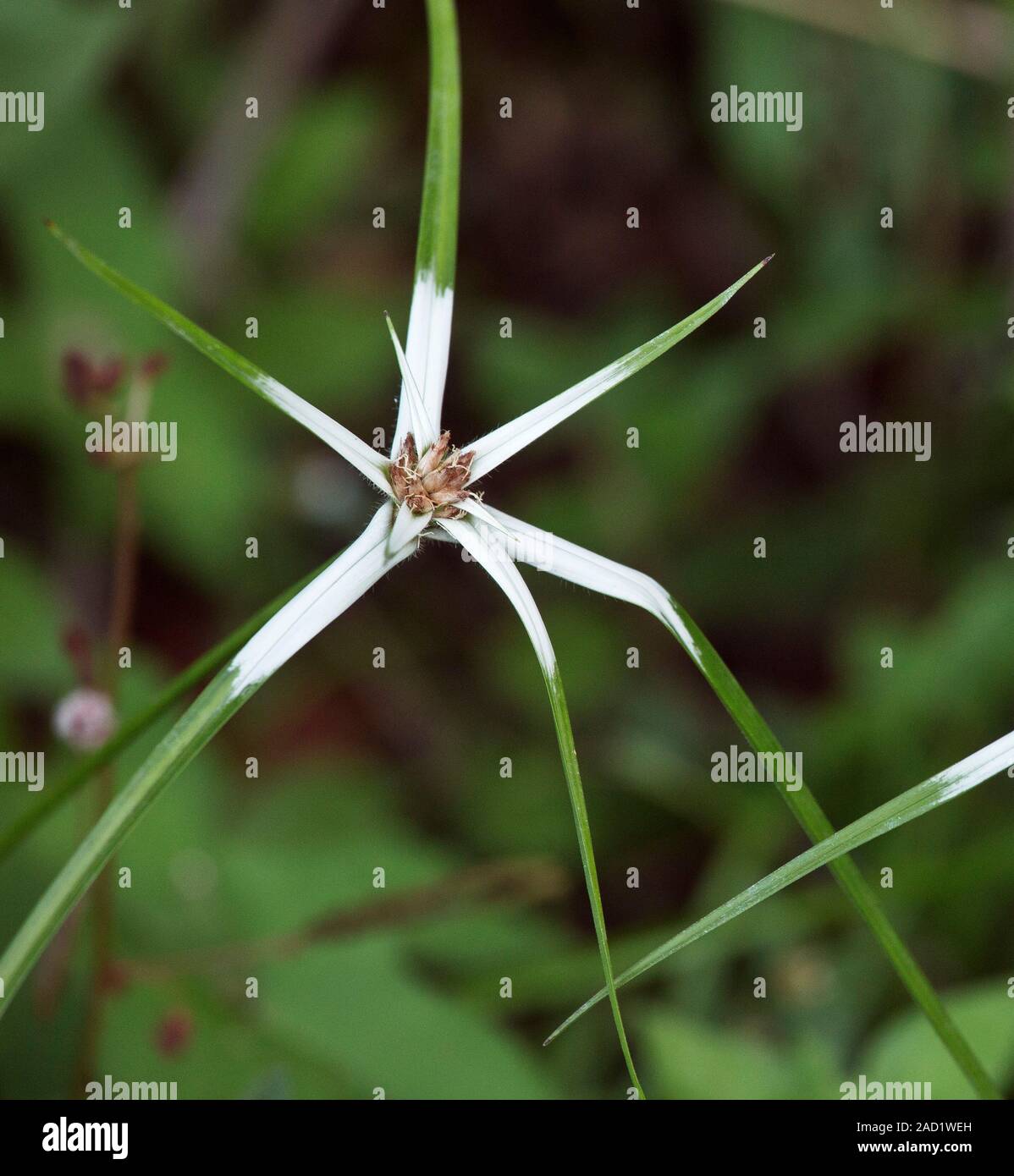 Star-grass (Rhynchospora nervosa) flower. Photographed in Trinidad ...