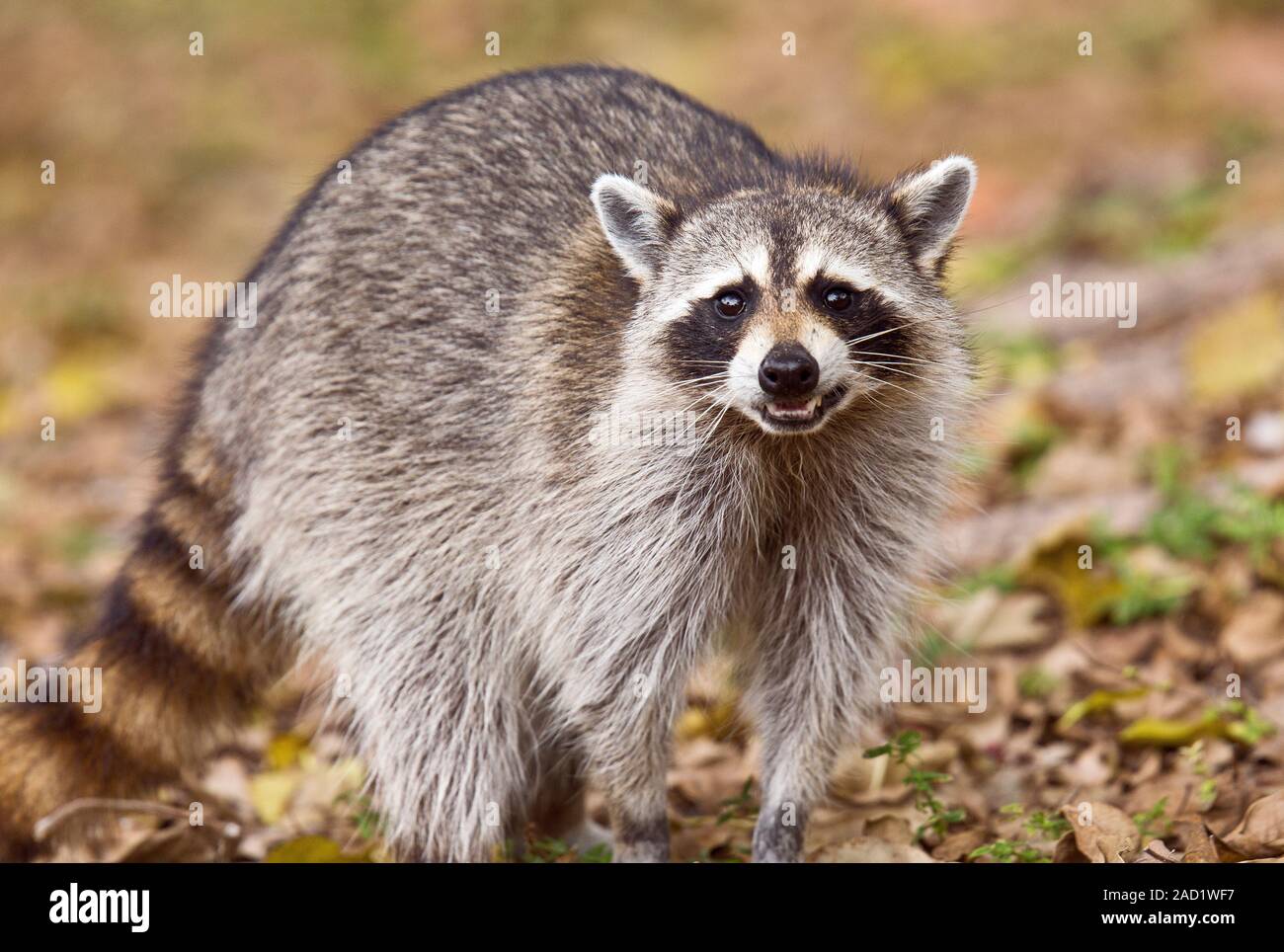 Raccoon (Procyon lotor) foraging for food. Raccoons are native to North ...