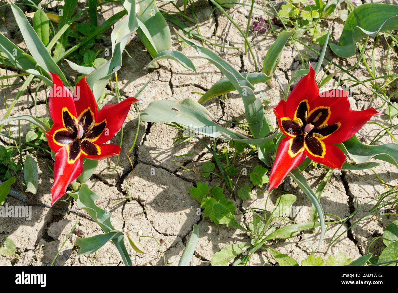 Cyprus tulip (Tulipa agenensis) flowers in an arable field ...