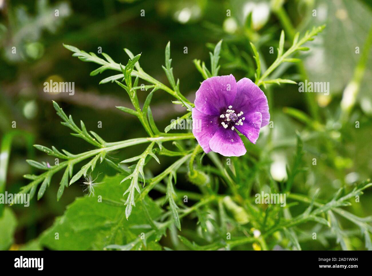 Violet horned poppy (Roemeria hybrida) in flower. Photographed in ...