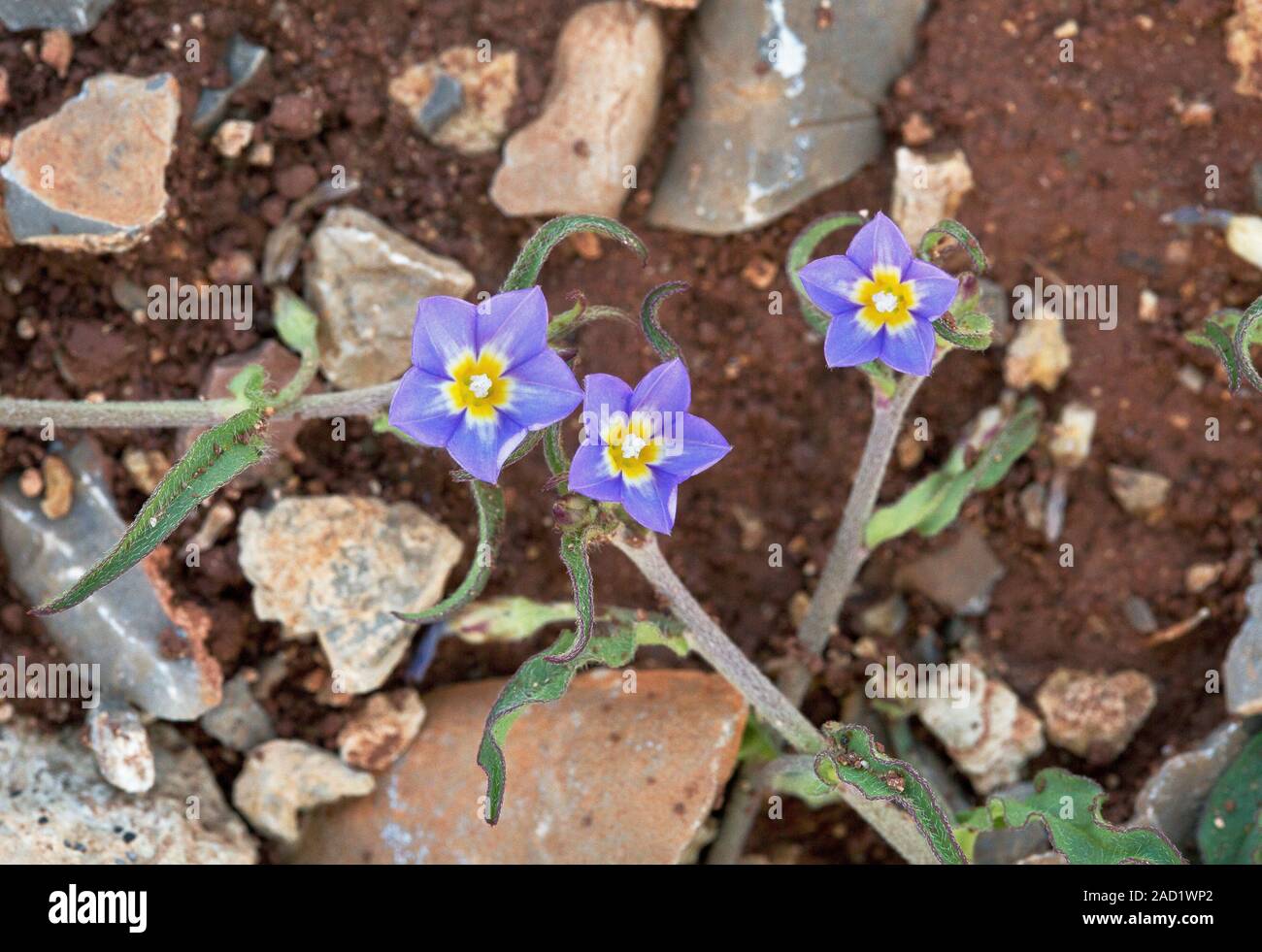 Blue bindweed (Convolvulus siculus) in flower. Photographed on Chios ...