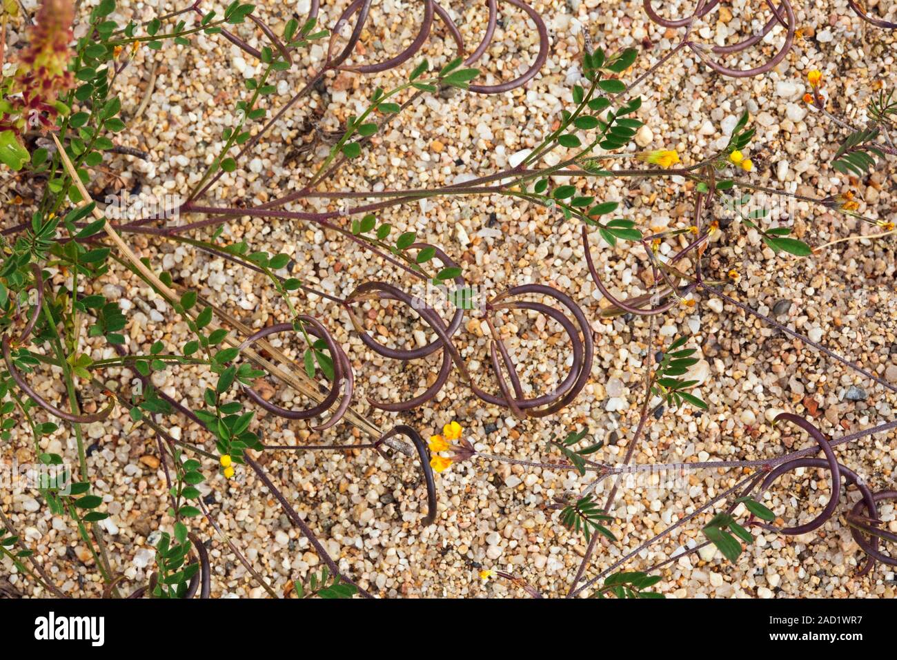 Yellow Saradella (Ornithopus compressus) in flower and fruit on a sand ...