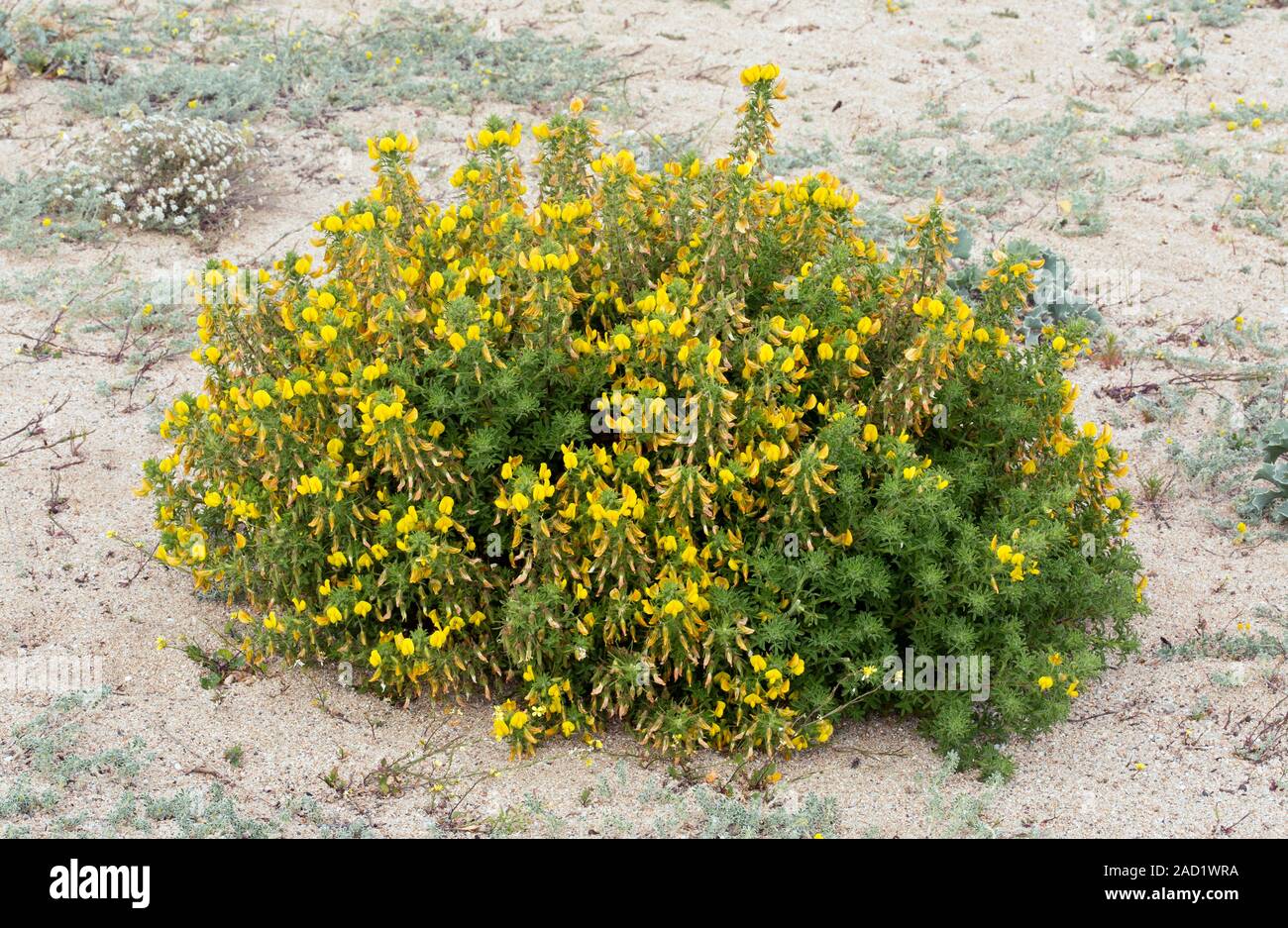 Large yellow restharrow (Ononis natrix) in flower on a sand dune ...