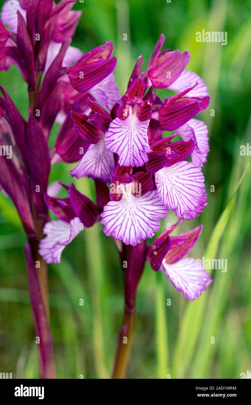 Butterfly orchids (Orchis papilionacea) in flower. Photographed in ...