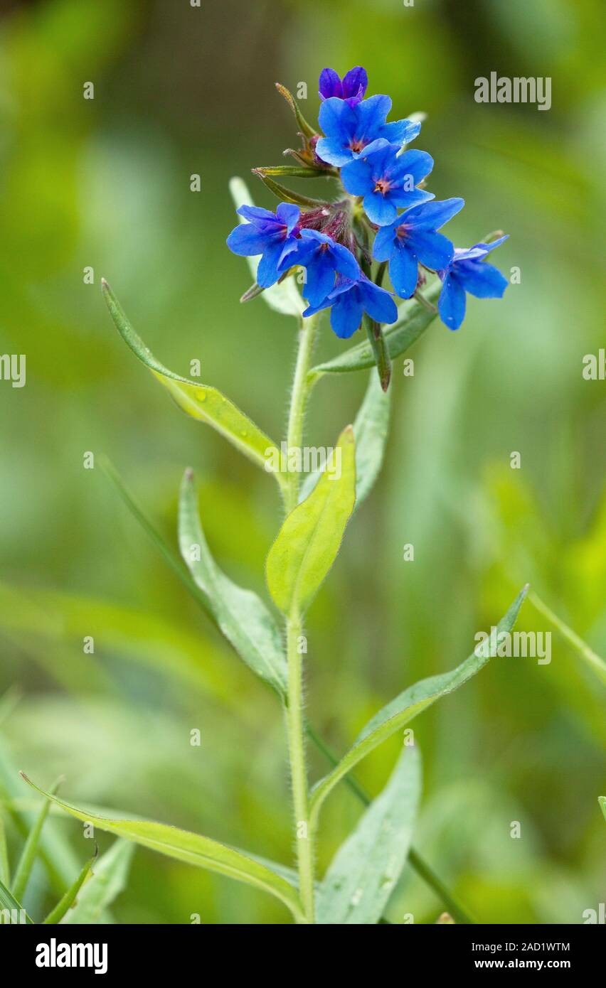 Purple gromwell (Lithospermum purpurocaeruleum) in flower. Photographed ...