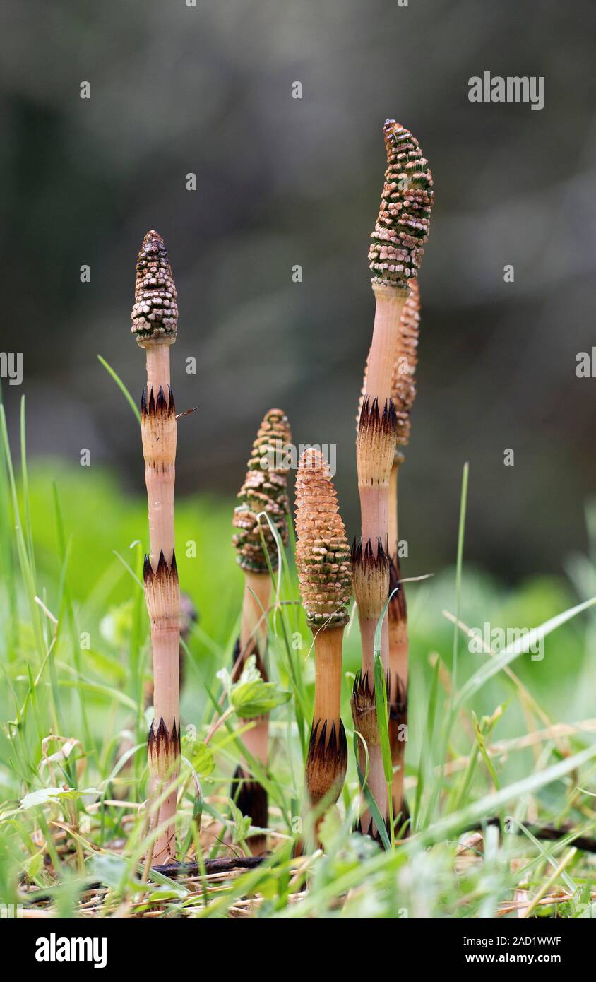 Great horsetail (Equisetum telmateia) cones. Spore-bearing cones ...