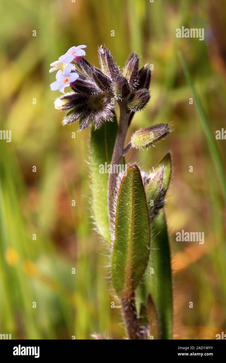 Changing forget-me-not (Myosotis discolor) in flower. Photographed in ...