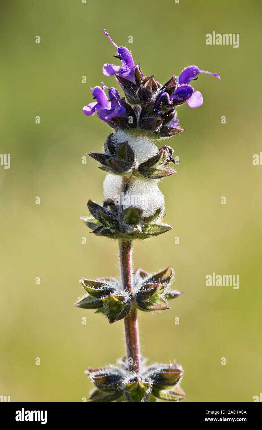 Cuckoo-spit on wild clary (Salvia verbenaca) plant. Cuckoo-spit ...