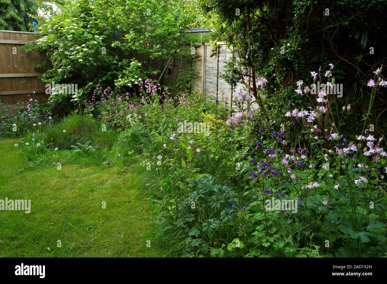 Wildlife-friendly garden. Garden with a flowery border and small pond ...