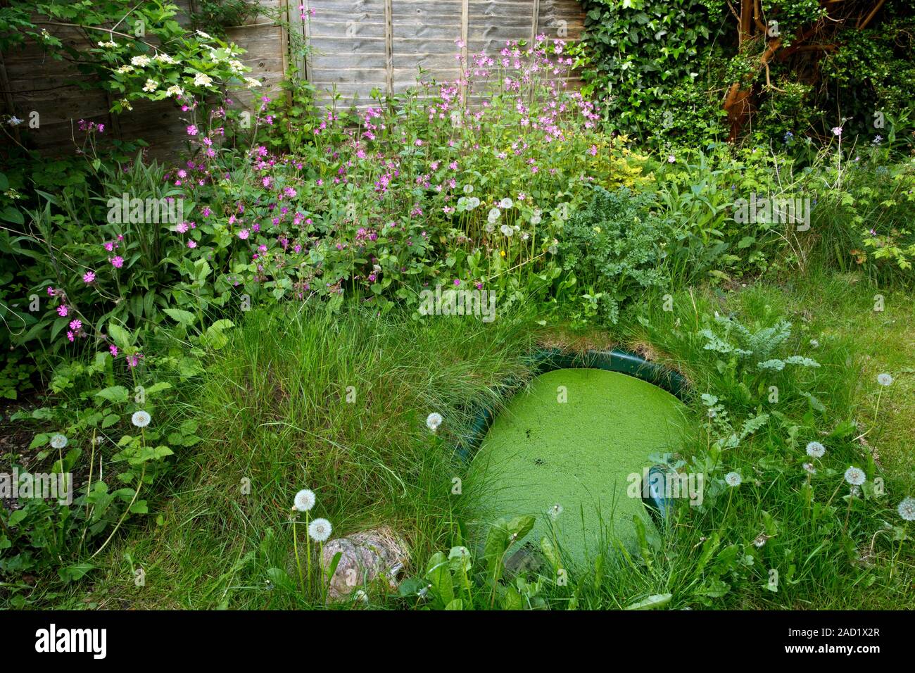 Wildlife-friendly garden. Garden with a flowery border and small pond ...