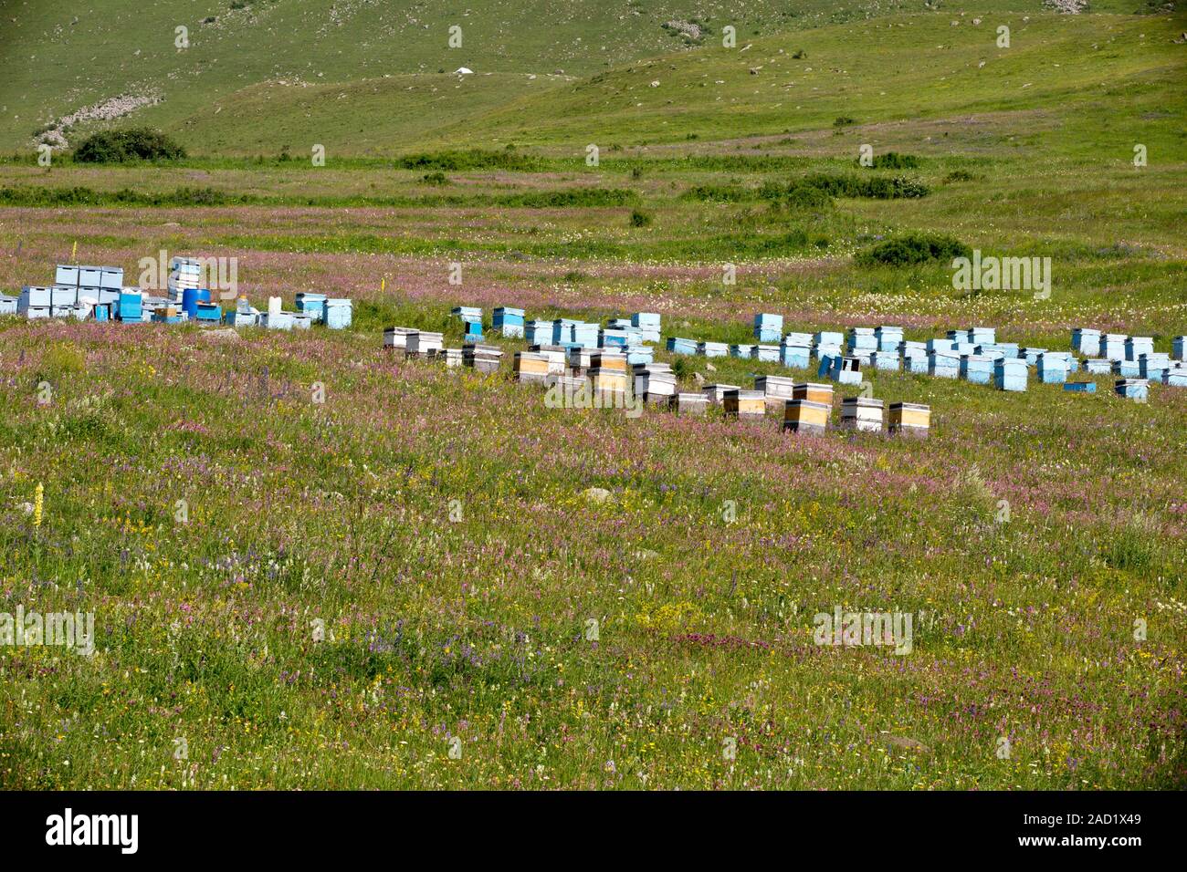 Bee hives in grassland. Photographed near Cildir, Turkey Stock Photo ...