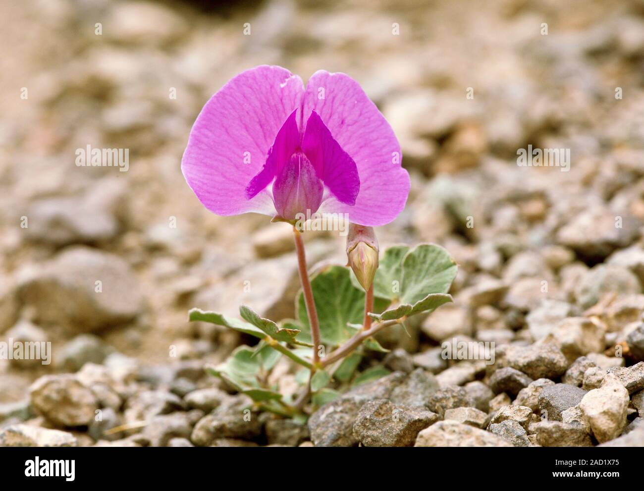 Dwarf pea (Vavilovia formosa) flower. Photographed in the Pontic ...