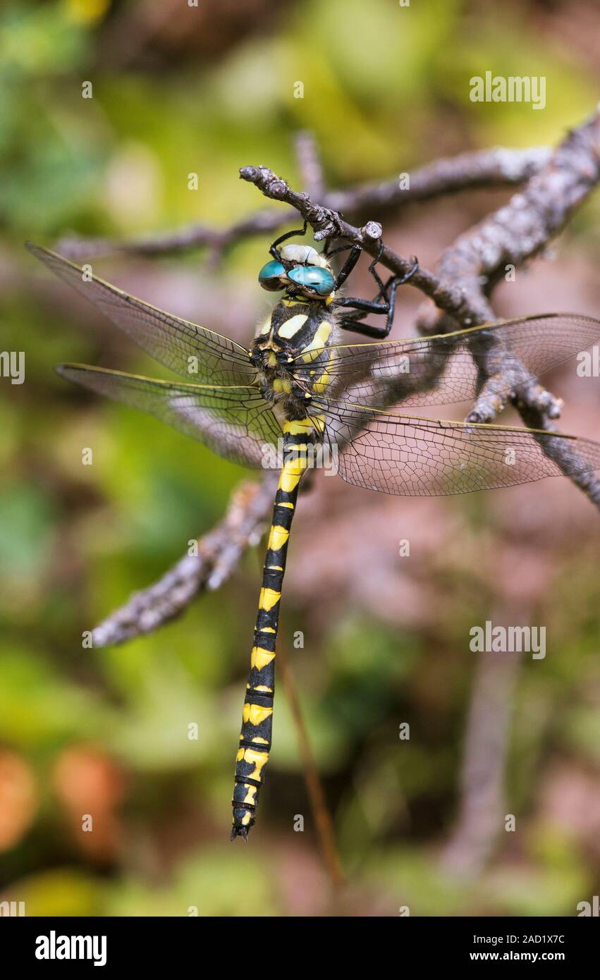 Blue-eyed golden-ringed dragonfly (Cordulegaster pictum) resting on a ...