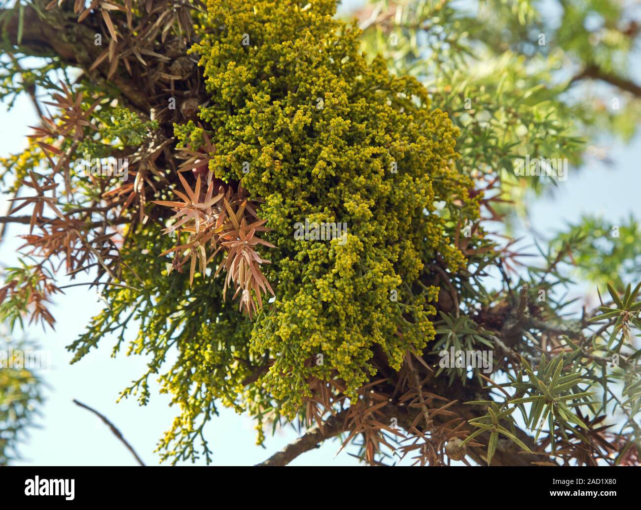 Juniper dwarf mistletoe (Arceuthobium oxycedri) on a juniper (Juniperus ...