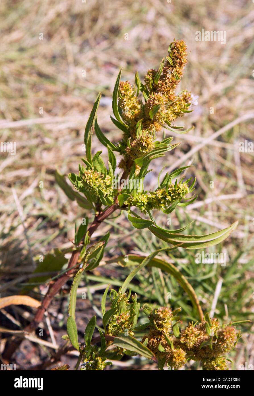 Golden dock (Rumex maritimus) in flower. Photographed in Turkey Stock ...