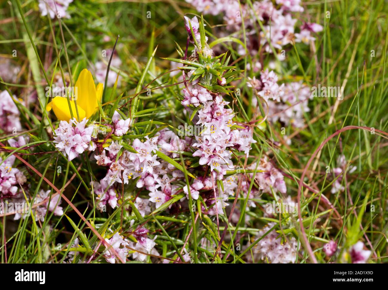 Common dodder parasitising gorse. Common dodder (Cuscuta epithymum) in ...