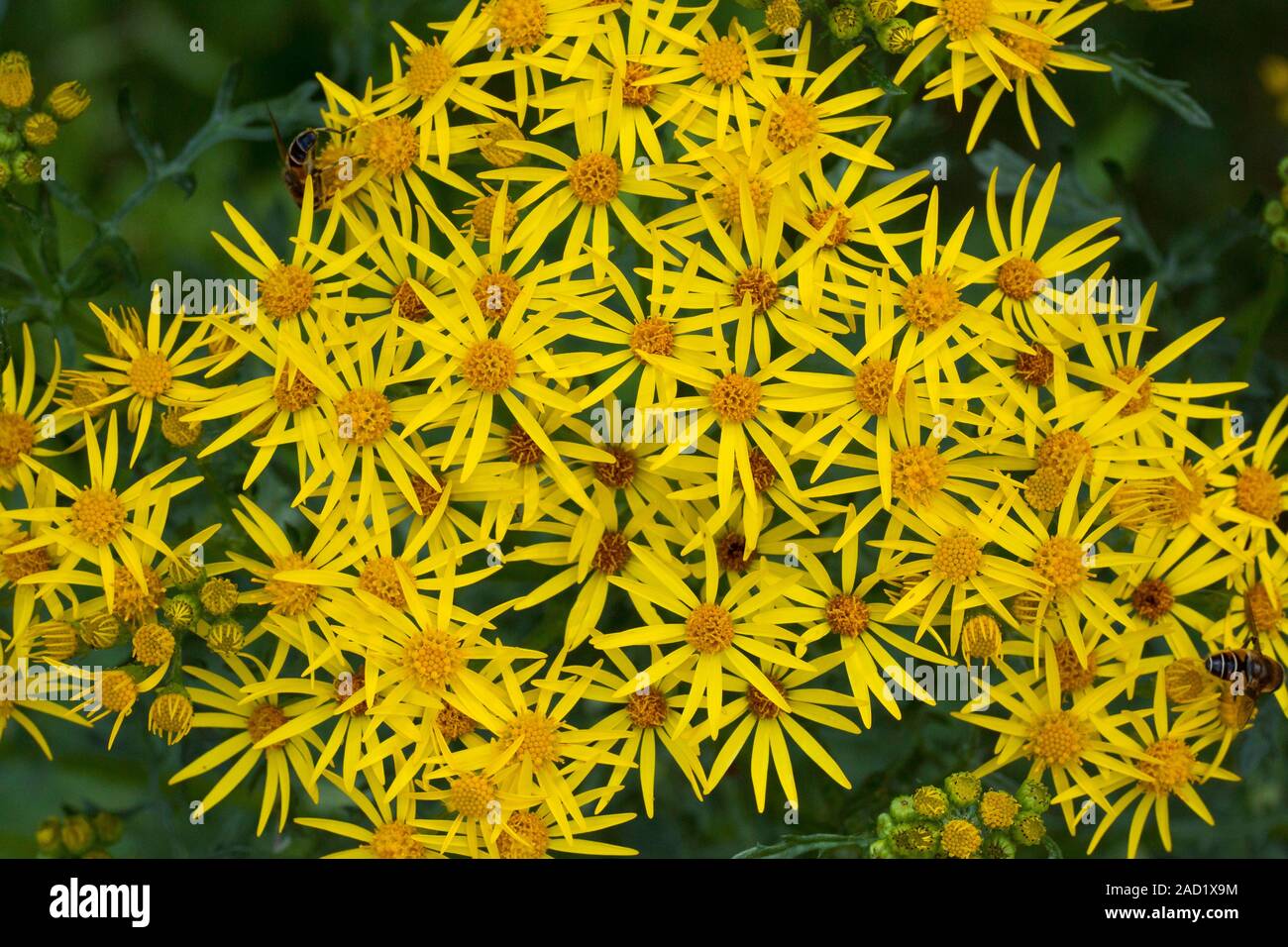 Common ragwort (Senecio jacobaea) in flower. Photographed in Devon, UK ...