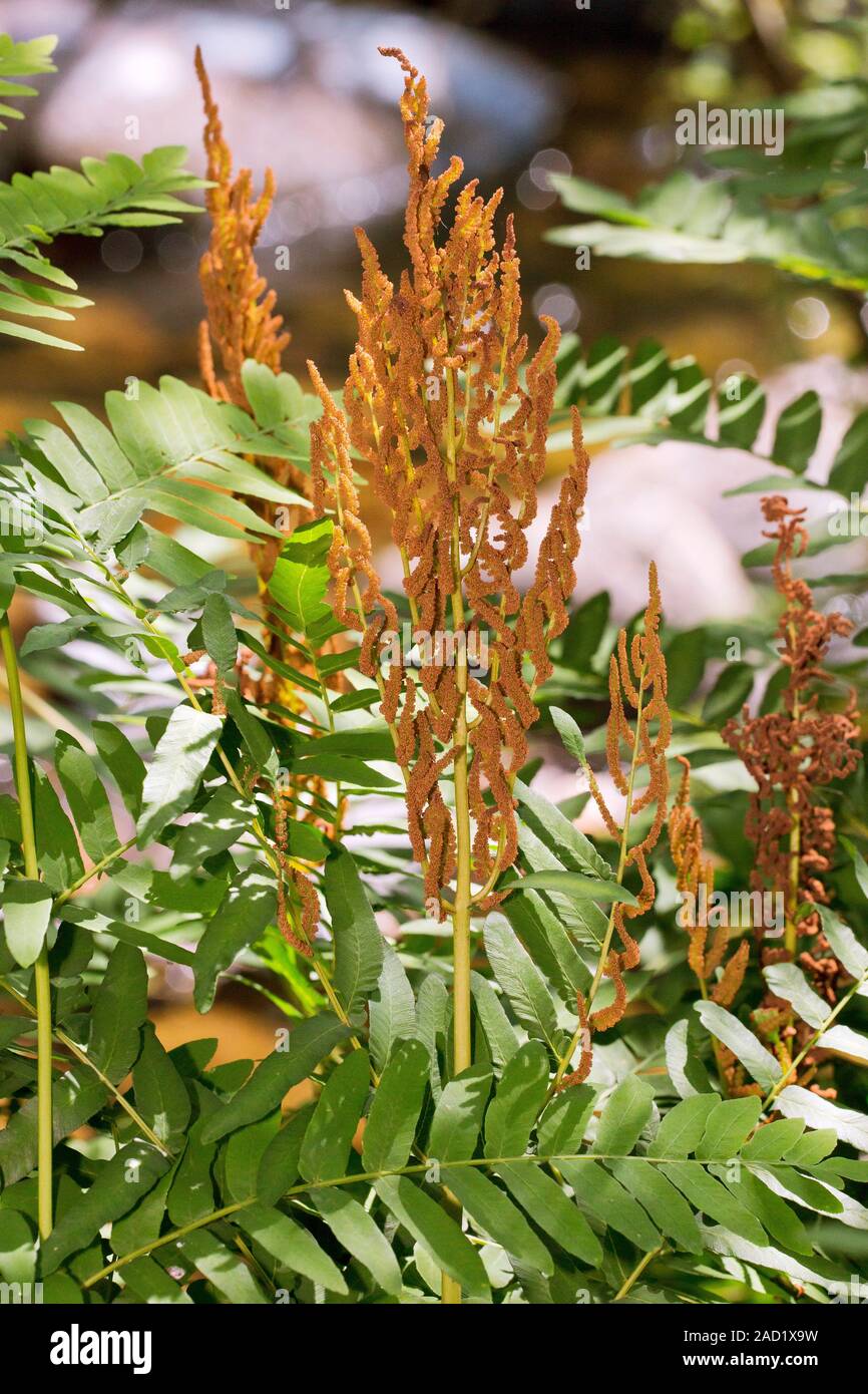 Royal fern (Osmunda regalis) and fertile fronds (centre). Photographed ...