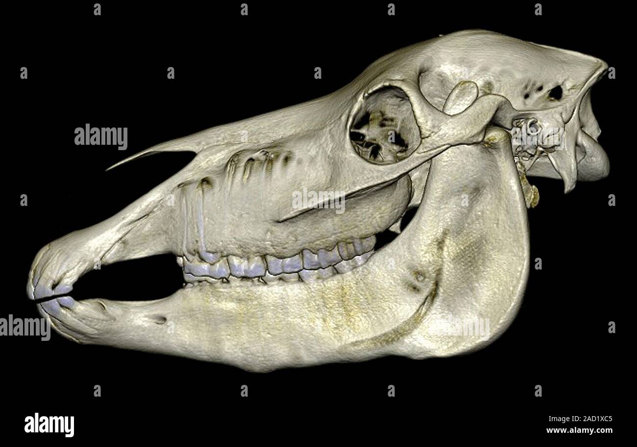 Horse's skull. 3D computed tomography (CT) scan of the skull of a horse ...