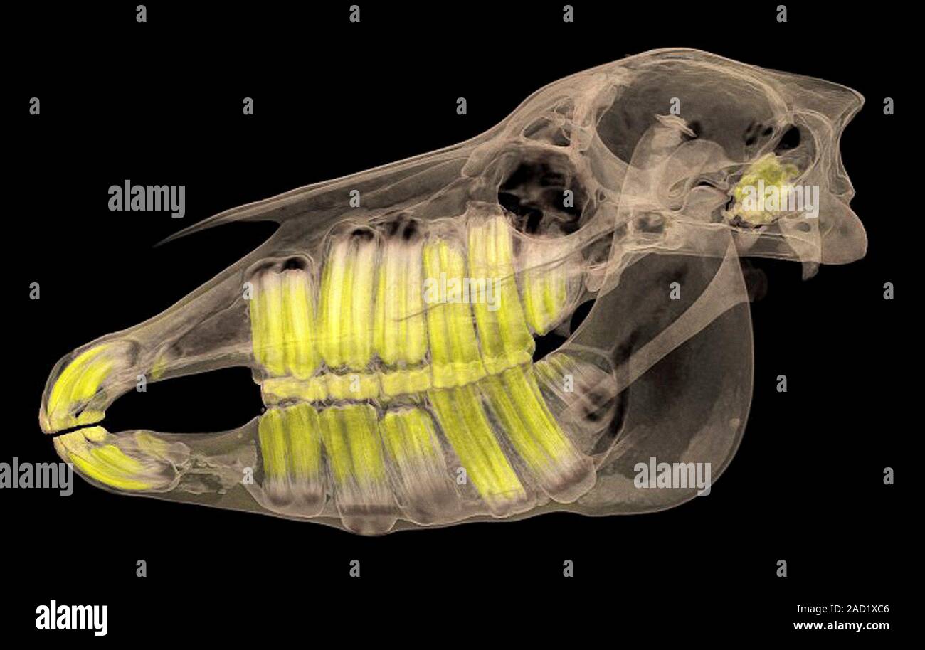 Horse's skull and teeth. Dual-energy computed tomography (CT) scan of ...