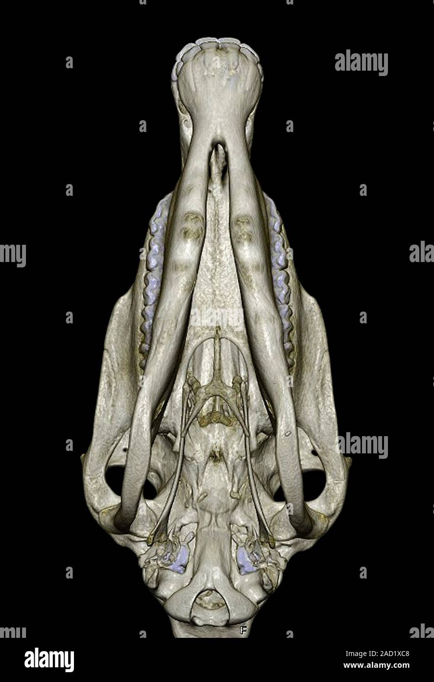 Underside of a horse's skull. 3D computed tomography (CT) scan of the ...