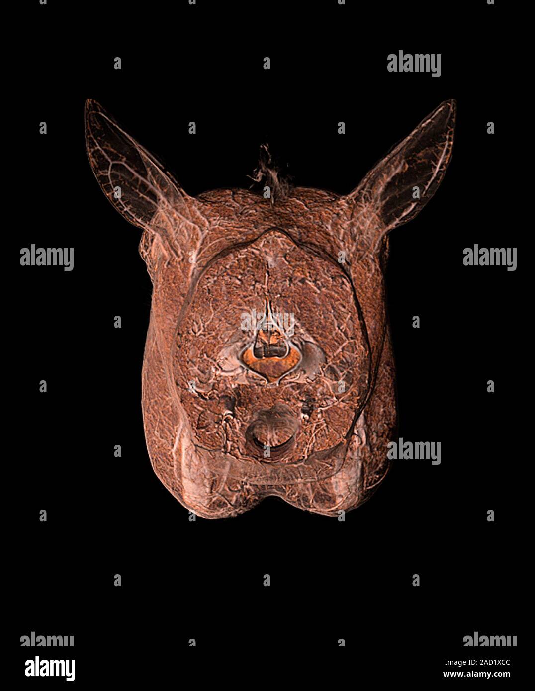 Horse's head. Dual-energy computed tomography (CT) scan of the head of ...