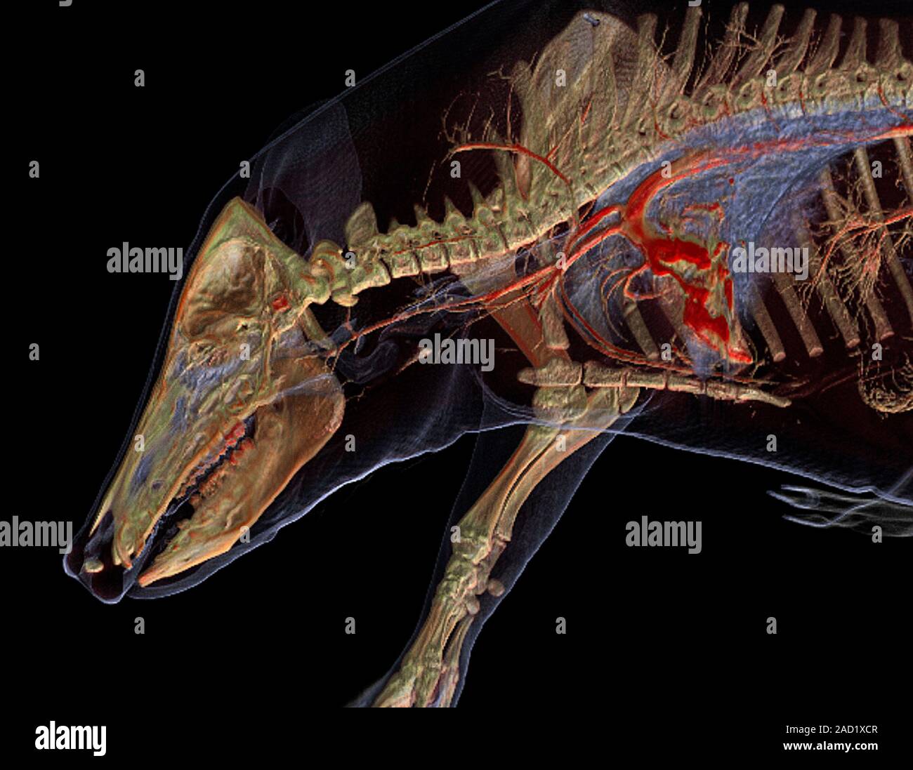 Boar anatomy. Dual-energy computed tomography (CT) scan of the anatomy ...