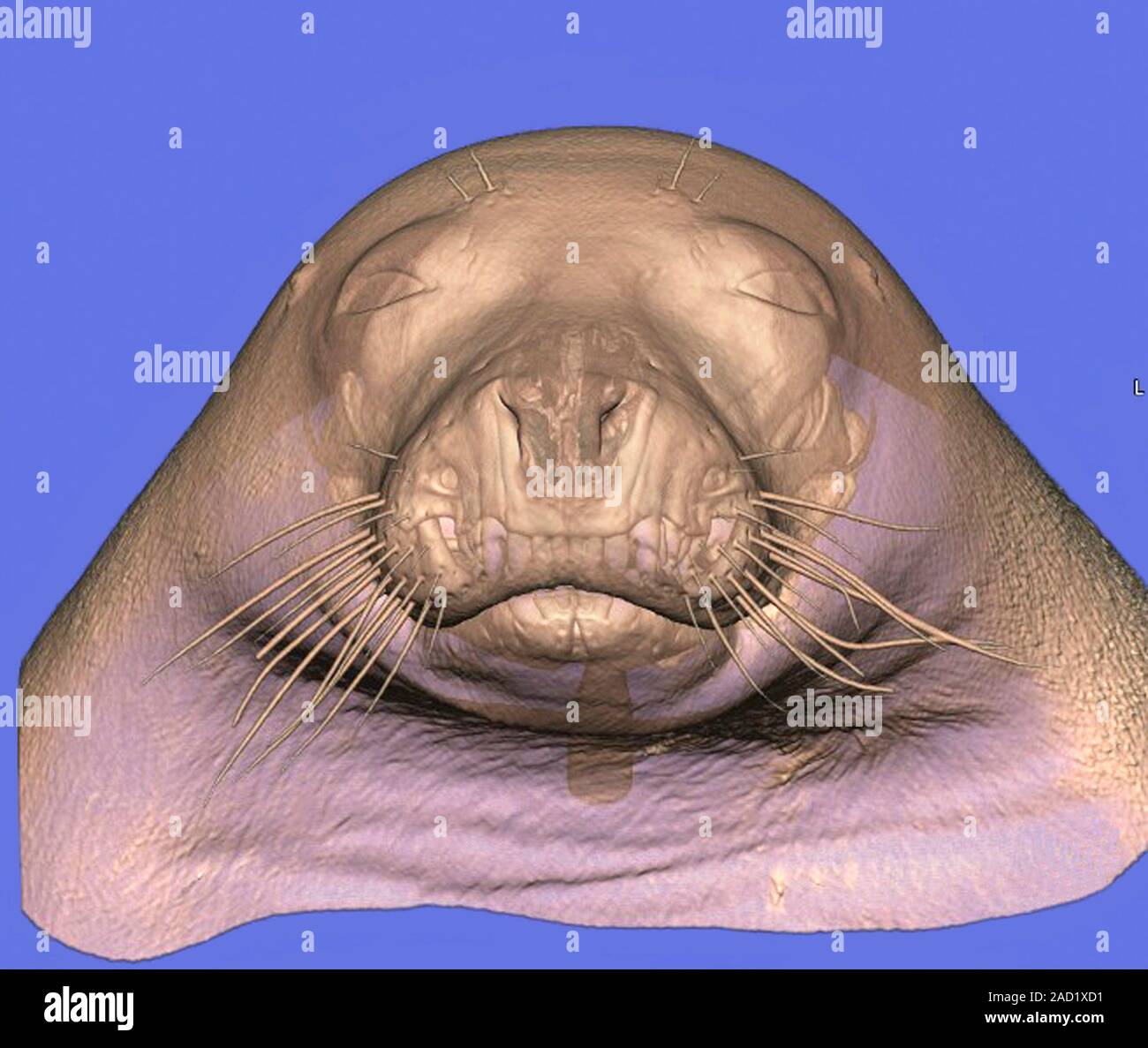 Seal's head. Dual-energy computed tomography (CT) scan of the head of a ...