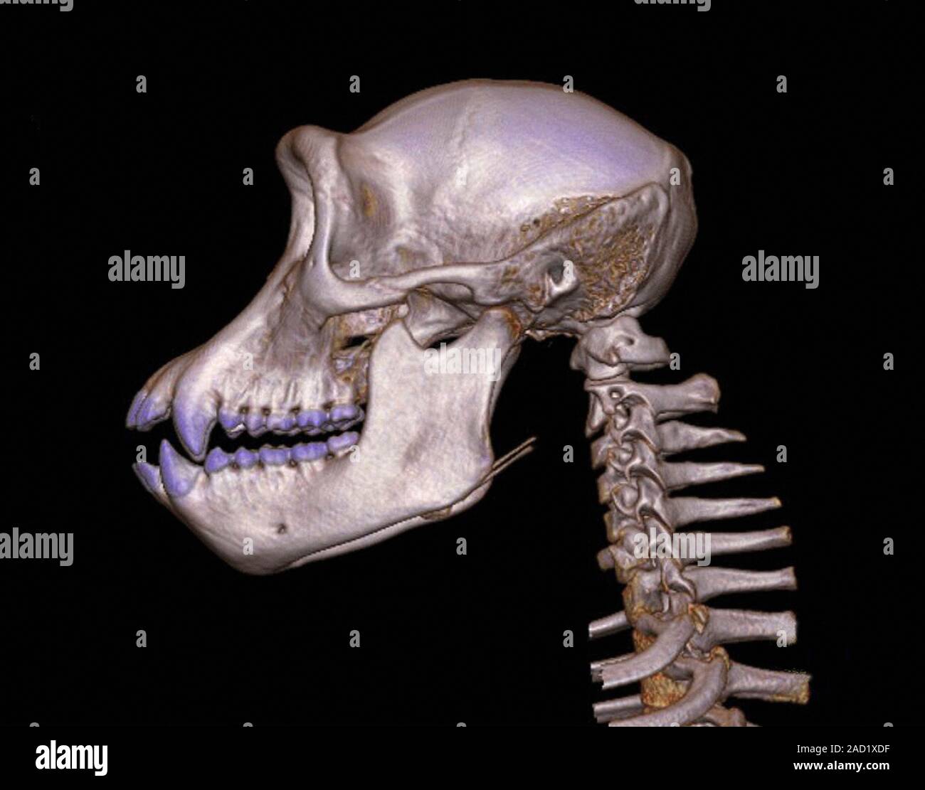 Chimpanzee skull. Computed tomography (CT) scan of the skull of a ...
