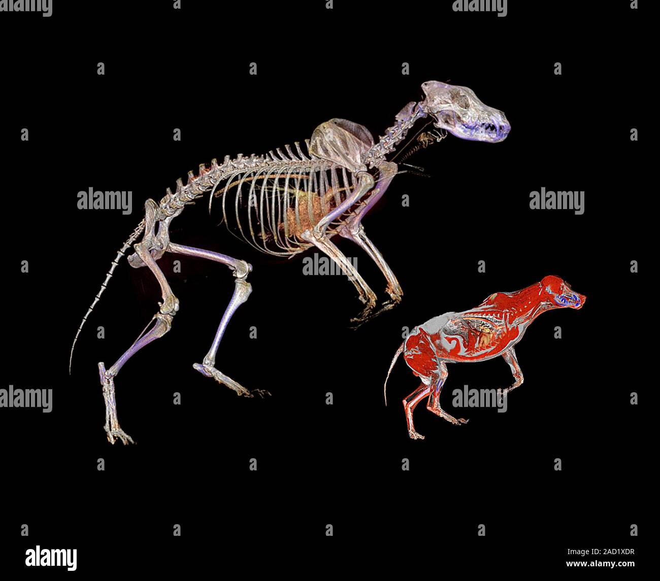 Bear skeleton and wolf. Computed tomography (CT) scan of the skeleton ...