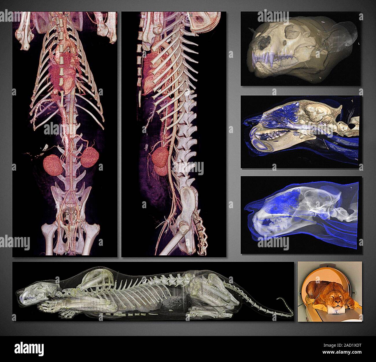 Lion. Montage of computed tomography (CT) scans of a female lion ...