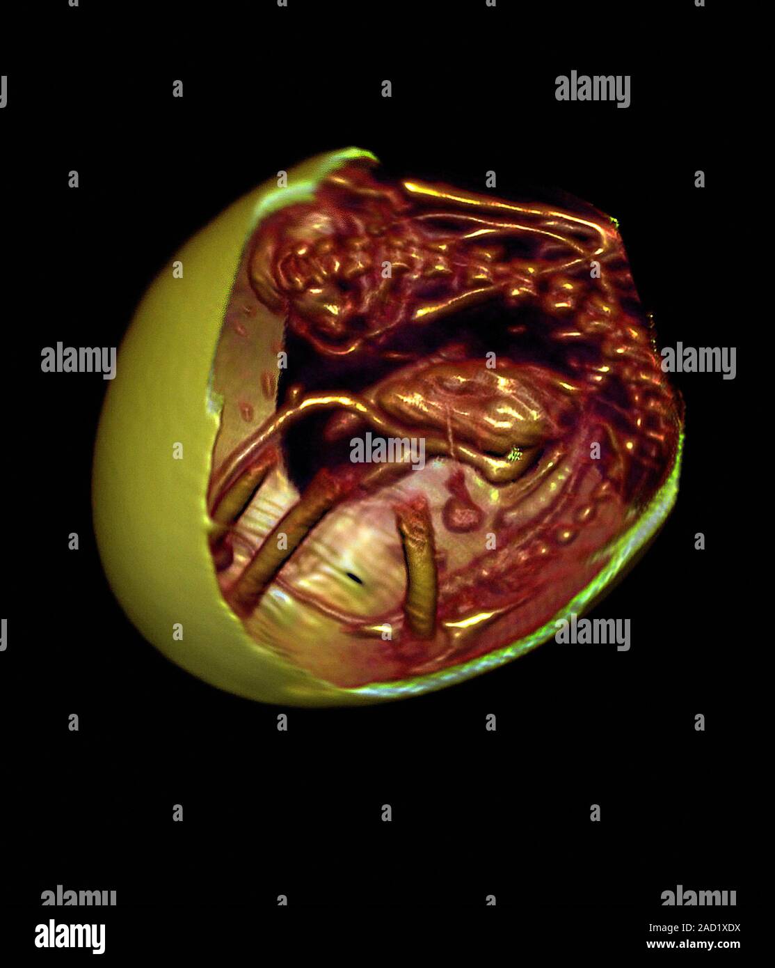 Egg and embryo skeleton. Computed tomography (CT) scan of a vertebrate ...