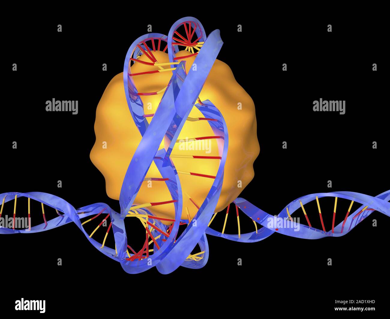 DNA packaging. Computer artwork showing how DNA (deoxyribonucleic acid ...