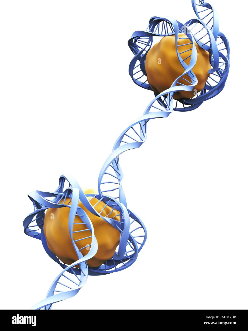 DNA packaging. Computer artwork showing how DNA (deoxyribonucleic acid ...