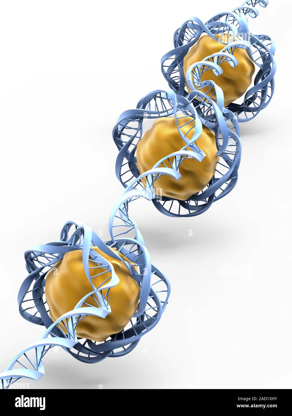 DNA packaging. Computer artwork showing how DNA (deoxyribonucleic acid ...