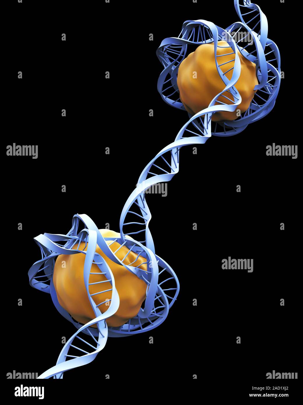 DNA packaging. Computer artwork showing how DNA (deoxyribonucleic acid ...