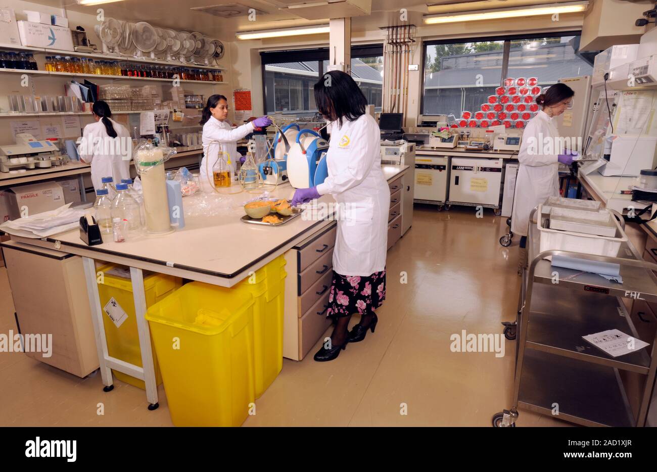 Food safety testing. Scientists working for the UK's Health Protection ...