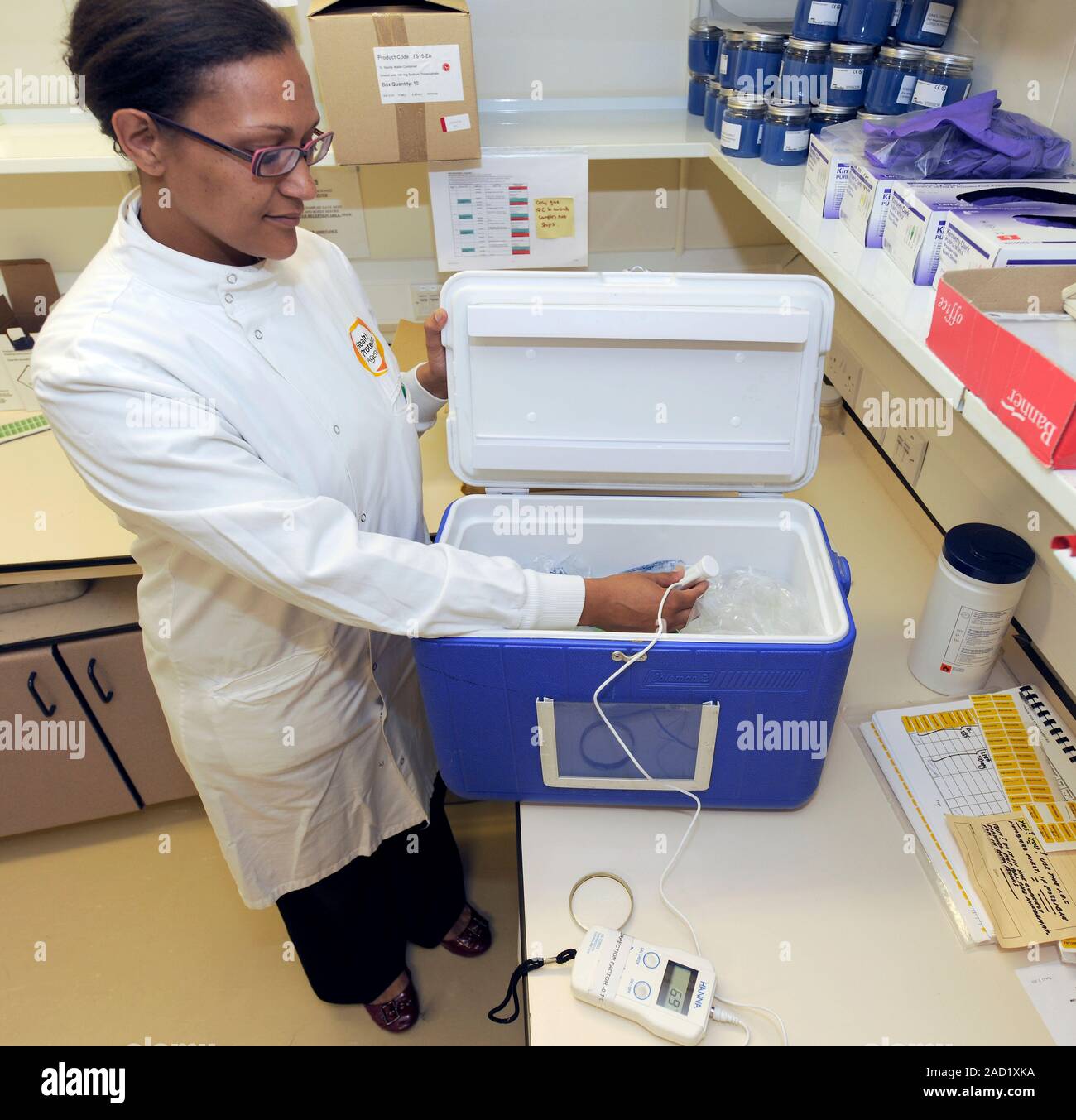 Coolbox temperature testing. Scientist working for the UK's Health ...