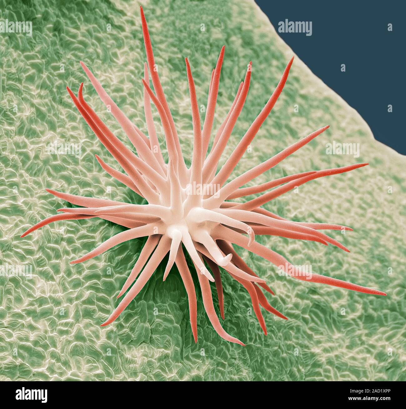 Trichome. Scanning electron micrograph of a trichrome from a ...