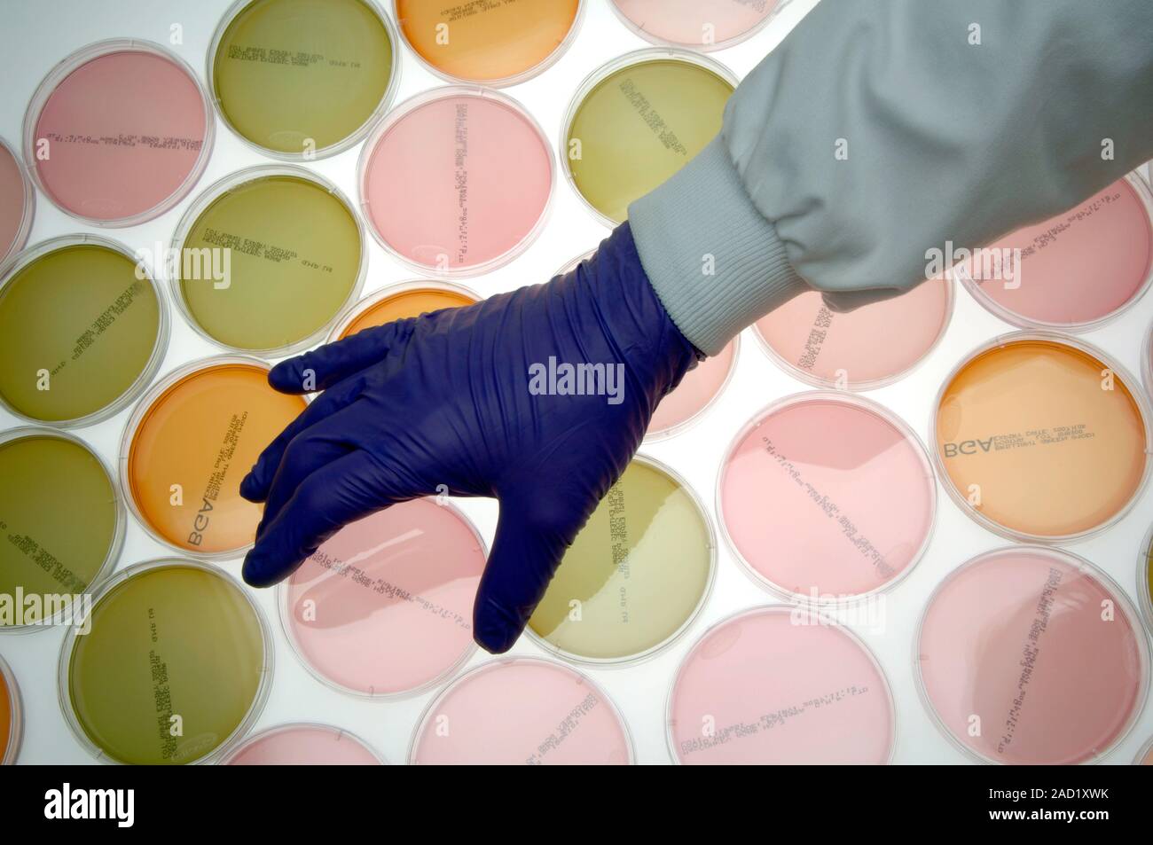 Microbiology research. Close-up of a microbiologist handling a petri ...