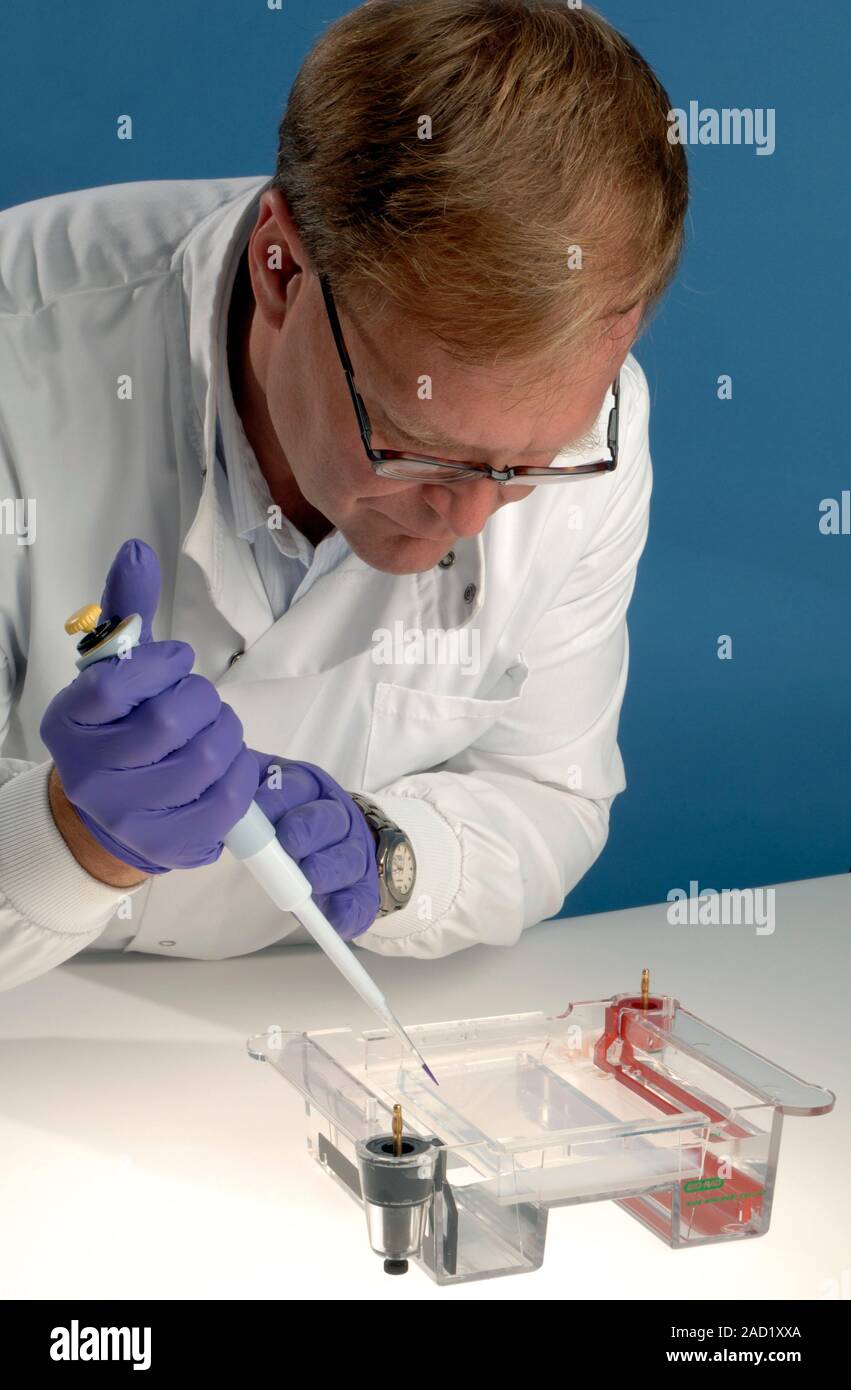 Gel electrophoresis. Researcher loading samples onto an agarose gel ...