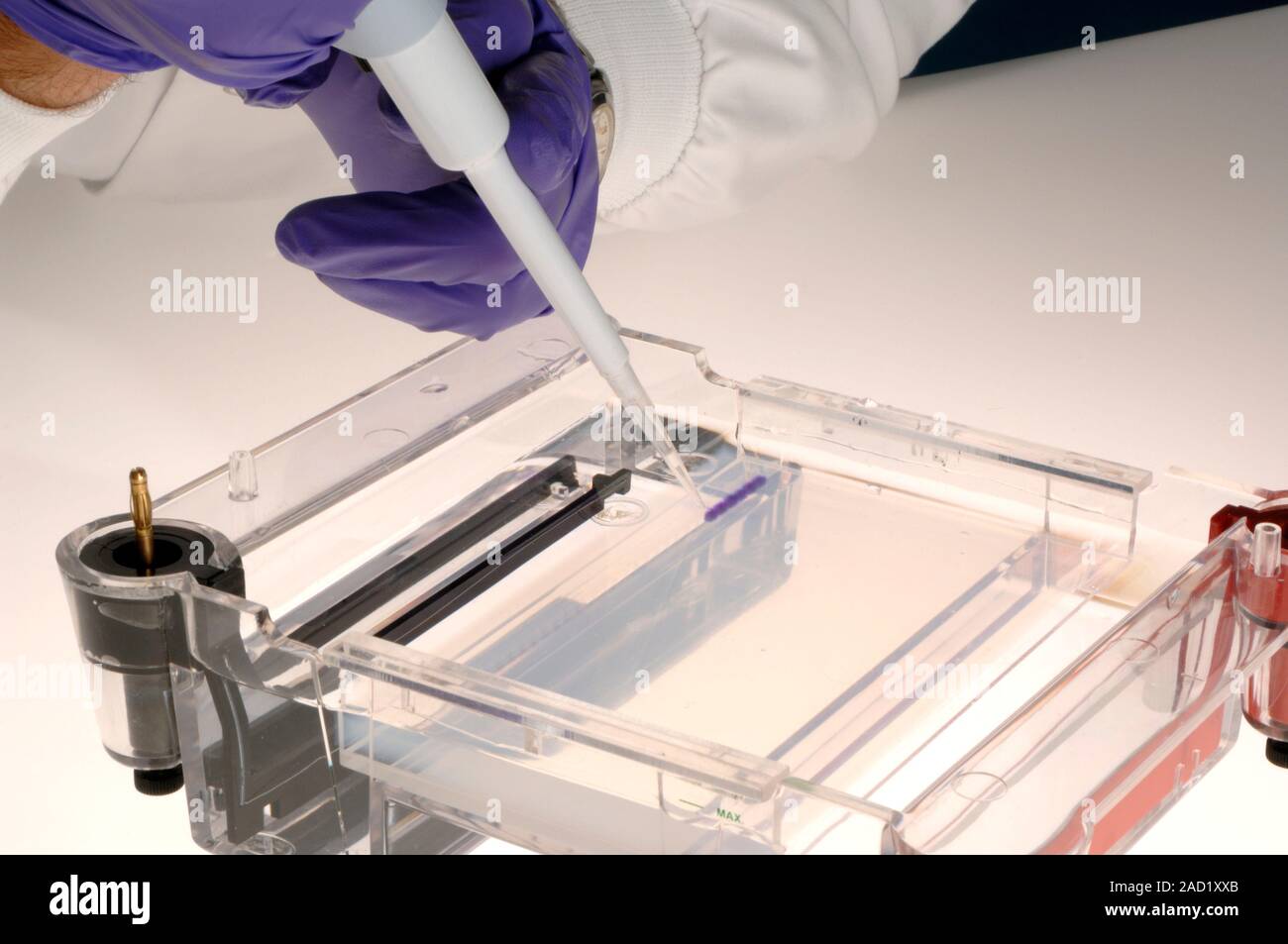 Gel electrophoresis. Close-up of a researcher loading samples onto an ...