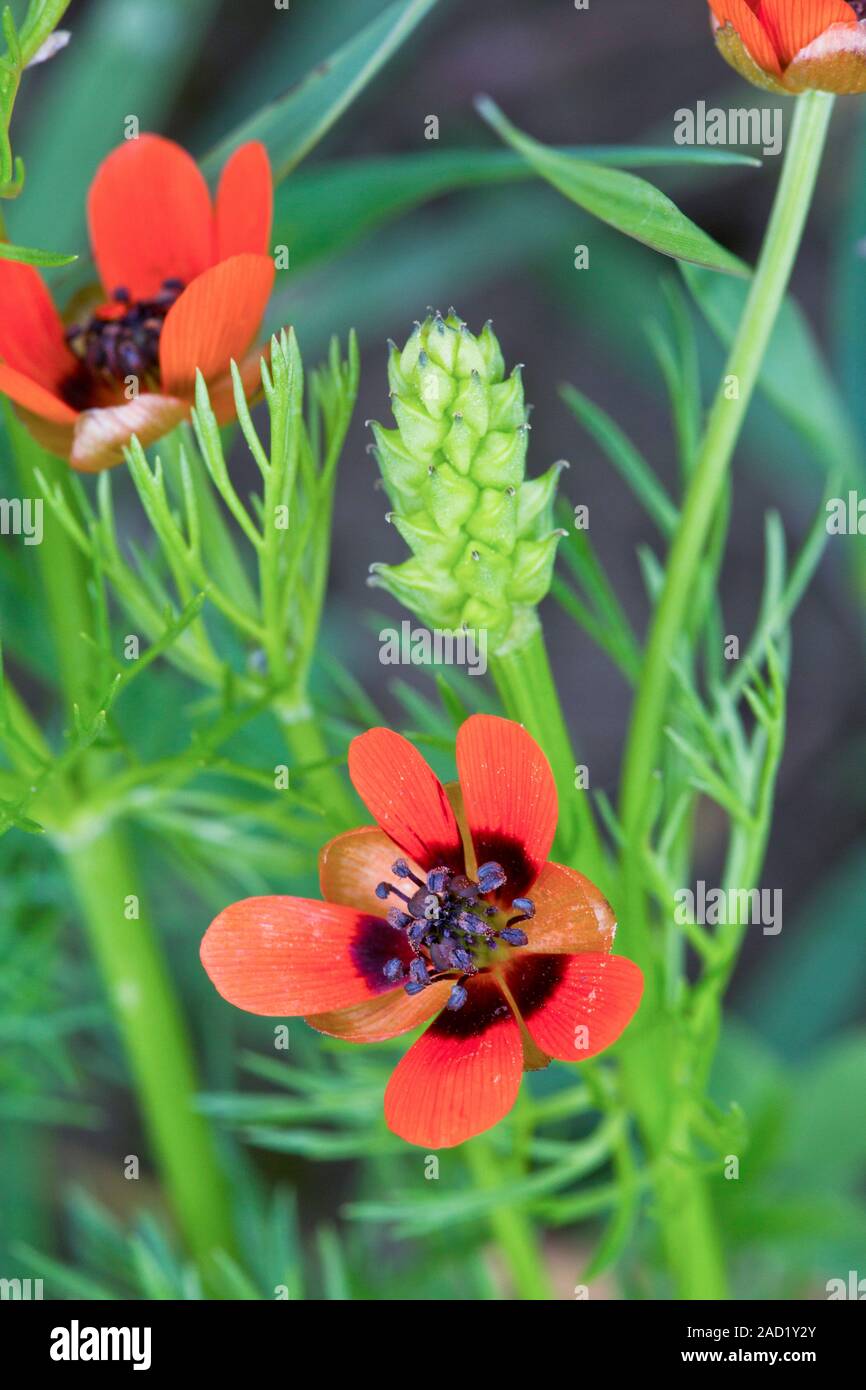 Summer pheasant's eye (Adonis aestivalis) in flower and fruit ...