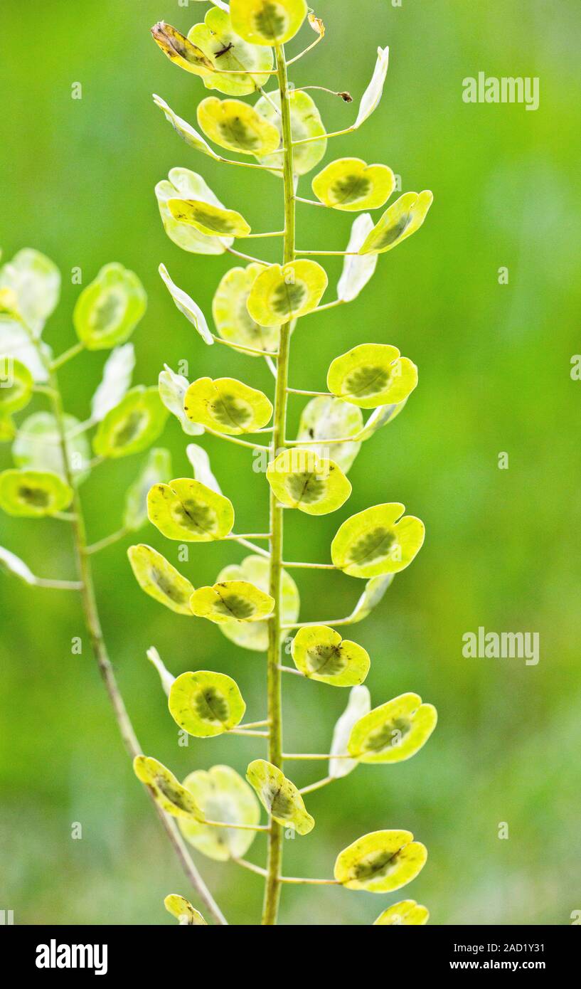 Field penny-cress (Thlaspi arvense) seeds. Photographed in Transylvania ...