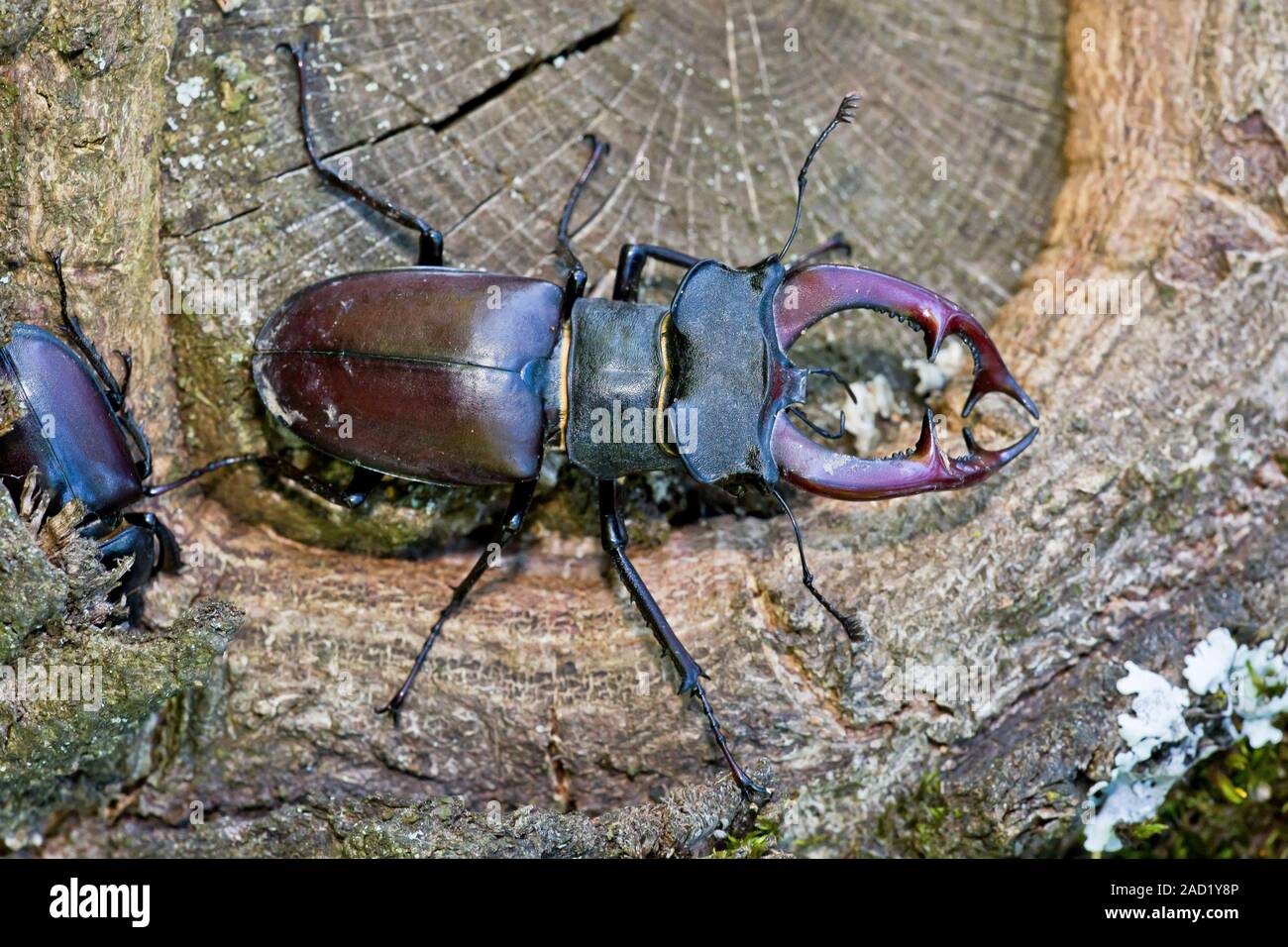 Stag beetles (Lucanus cervus). Male (centre) and female (left) greater ...