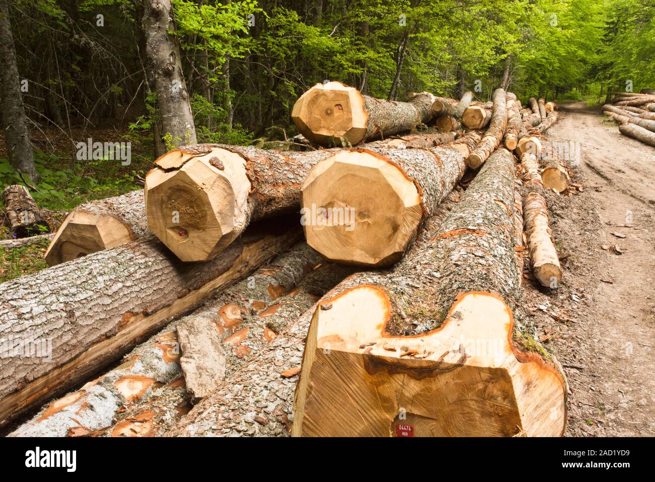 Felled Norway spruce (Picea abies). Freshly felled trunks of Norway ...