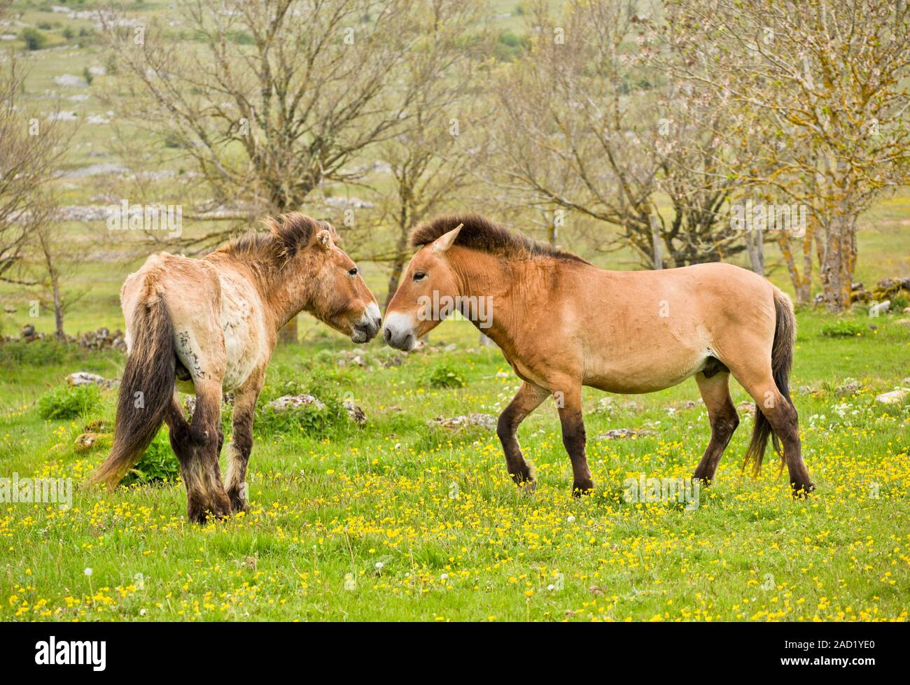 Wild Przewalski's horses (Equus ferus przewalskii). This subspecies of ...