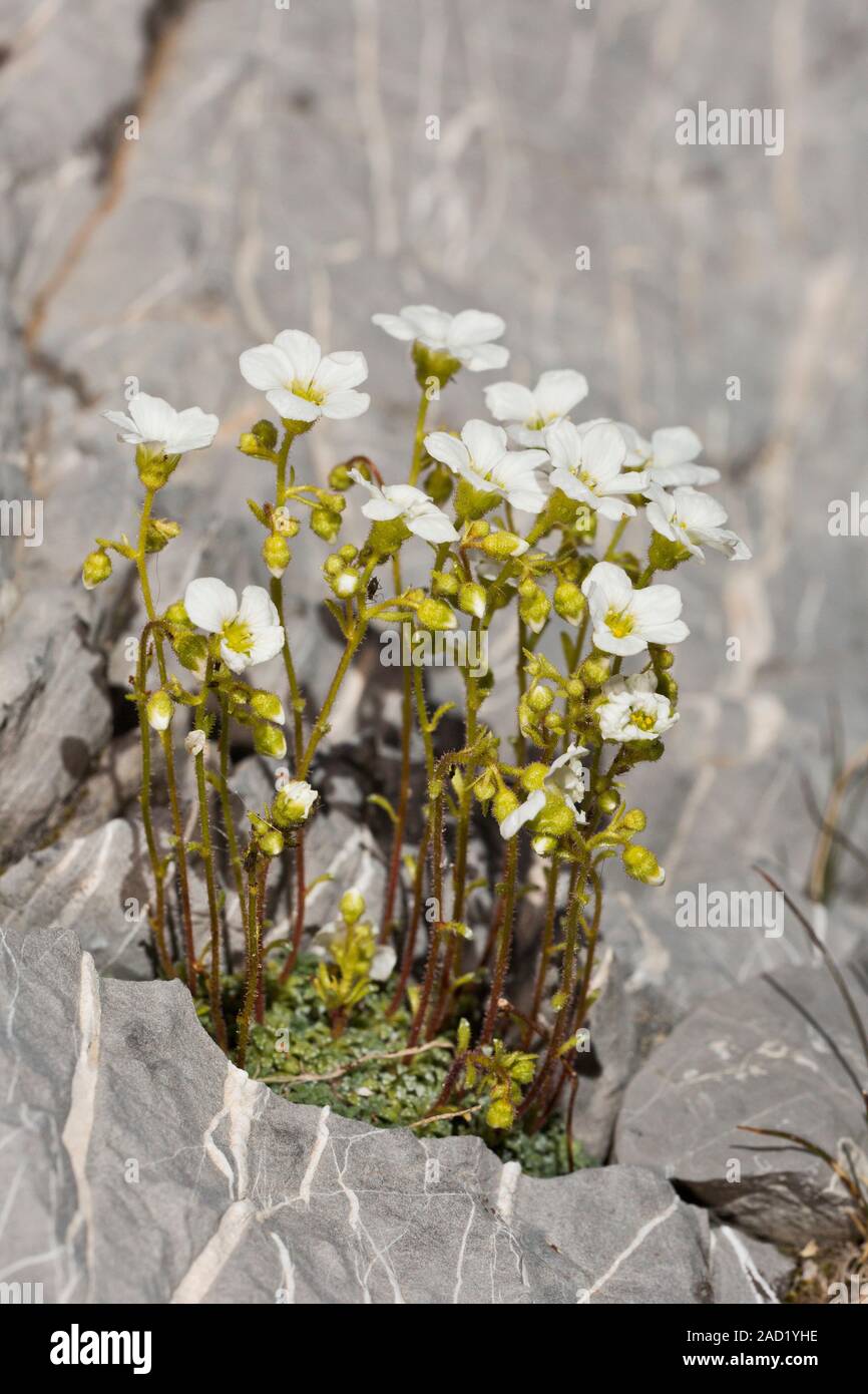 Blue-green saxifrage (Saxifraga caesia) in flower on limestone cliffs ...